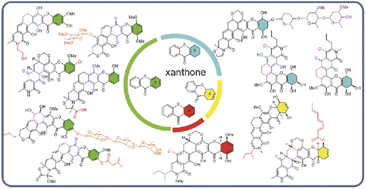 Chemistry and biosynthesis of bacterial polycyclic xanthone natural ...