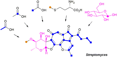 Labelling studies in the biosynthesis of polyketides and non-ribosomal ...