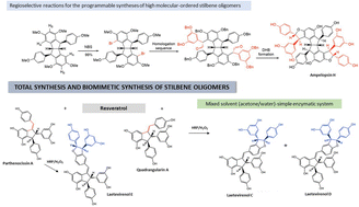 Production of high molecular-ordered stilbene oligomers for the study ...