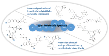 Modular polyketide synthase-derived insecticidal agents: from biosynthesis and metabolic ...