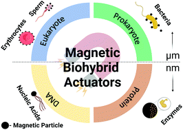 Magnetic bio-hybrid micro actuators - Nanoscale (RSC Publishing)