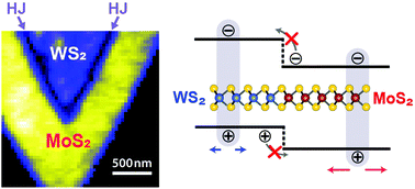 Near-field spectroscopic imaging of exciton quenching at atomically ...