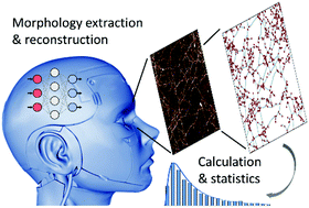 Acquiring structural and mechanical information of a fibrous network ...