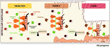 Deciphering pathological remodelling of the human cartilage ...
