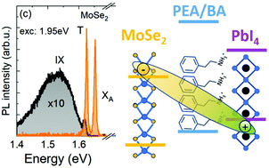 Interlayer excitons in MoSe2/2D perovskite hybrid heterostructures ...