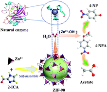 ZIF-90 with biomimetic Zn–N coordination structures as an effective ...