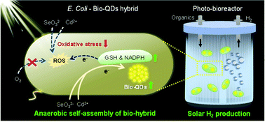 Anaerobic self-assembly of a regenerable bacteria-quantum dot hybrid ...