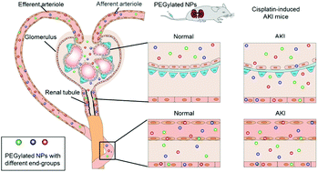 Kidney functional stages influence the role of PEG end-group on the ...