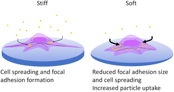Substrate stiffness reduces particle uptake by epithelial cells and ...