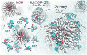 Exploring the mechanisms of drug-delivery by decorated ZnO ...