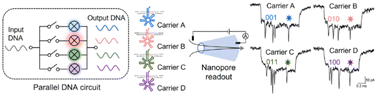 Parallel DNA circuits by autocatalytic strand displacement and nanopore ...