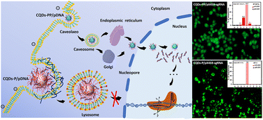 Nuclear-targeted carbon quantum dot mediated CRISPR/Cas9 delivery for ...