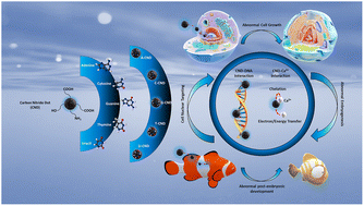 An insight into embryogenesis interruption by carbon nitride dots: can ...