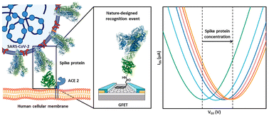 Ultrasensitive detection of SARS-CoV-2 spike protein by graphene field ...