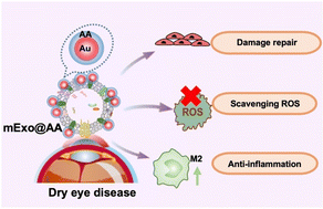 A synergistic therapeutic nano-eyedrop for dry eye disease based on ...