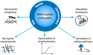 Integration of functional peptides into nucleic acid-based ...