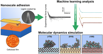 How lignin sticks to cellulose—insights from atomic force microscopy enhanced by machine ...