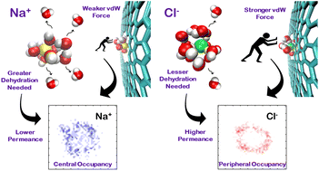 Coupling solute interactions with functionalized graphene membranes ...