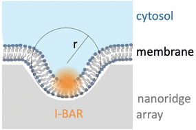 Negatively curved cellular membranes promote BAIAP2 signaling hub ...