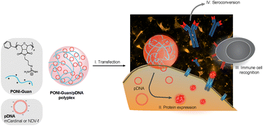 Non-viral vaccination through cationic guanidium polymer-pDNA polyplex ...