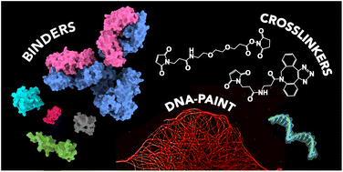 Labeling approaches for DNA-PAINT super-resolution imaging - Nanoscale ...