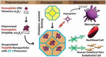 ZIF-8 metal organic framework nanoparticle loaded with tense quaternary state polymerized bovine ...