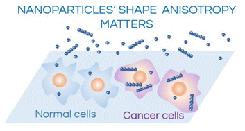 The shape anisotropy of magnetic nanoparticles: an approach to cell-type selective and enhanced ...