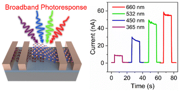 A two-dimensional Te/ReS2 van der Waals heterostructure photodetector with high ...