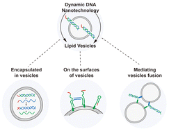 Sensing and manipulating single lipid vesicles using dynamic DNA ...