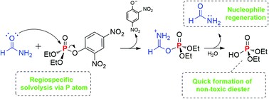 Mechanistic insights into the amidolysis of a phosphate triester: the ...