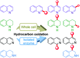 Enzymatic approaches to site-selective oxidation of quinoline and ...