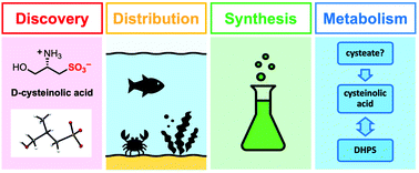 Chemistry and biology of the aminosulfonate cysteinolic acid: discovery ...