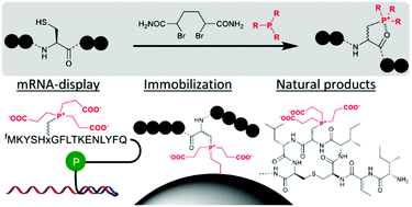 Phosphine addition to dehydroalanine for peptide modification - Organic ...