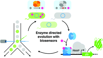 Enzyme directed evolution using genetically encodable biosensors ...