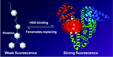 Probing the serum albumin binding site of fenamates and photochemical ...