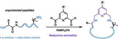 Peptide macrocyclisation via late-stage reductive amination - Organic ...
