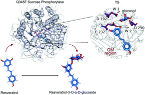 Glucosylation mechanism of resveratrol through the mutant Q345F sucrose ...