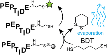 Solid-phase peptide synthesis on disulfide-linker resin followed by ...