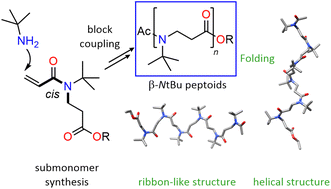 Unveiling the conformational landscape of achiral all-cis tert-butyl β ...