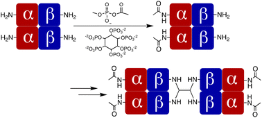 Efficient formation of hemoglobin bis-tetramers via selective ...