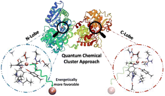 Investigation of iron release from the N- and C-lobes of human serum ...