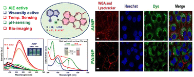 Aminoindole and naphthalimide based charge transfer fluorescent probes ...