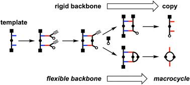 Effect of backbone flexibility on covalent template-directed synthesis ...