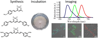 Curcumin-based molecular probes for fluorescence imaging of fungi ...