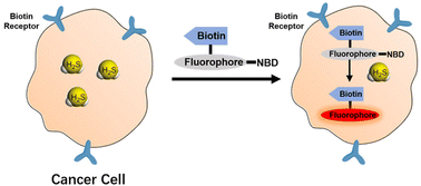 A biotin-guided near-infrared fluorescent probe for imaging hydrogen ...