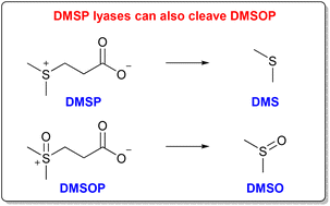 Discovery of dimethylsulfoxonium propionate lyases – a missing enzyme ...