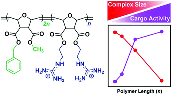 Increased block copolymer length improves intracellular availability of ...