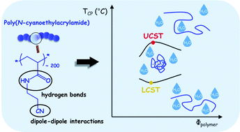 Poly(N-cyanoethylacrylamide), a new thermoresponsive homopolymer ...