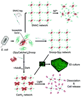 From 4-arm star proteins to diverse stimuli-responsive molecular ...