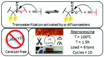 Catalyst-free transesterification vitrimers: activation via α ...